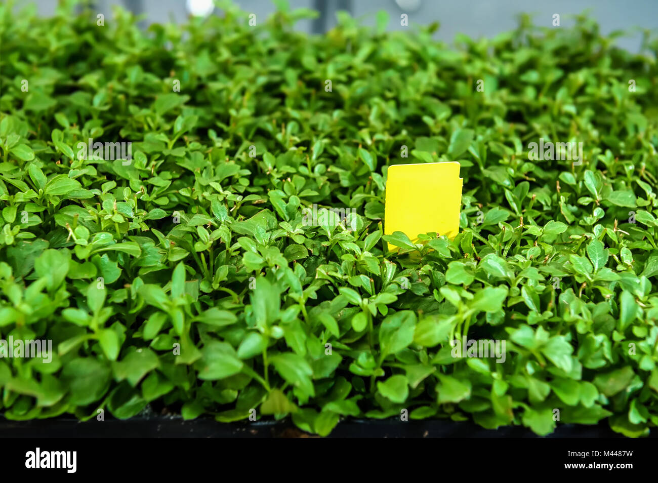Seedlings of flowers and vegetables growing in foam containers in paper ...
