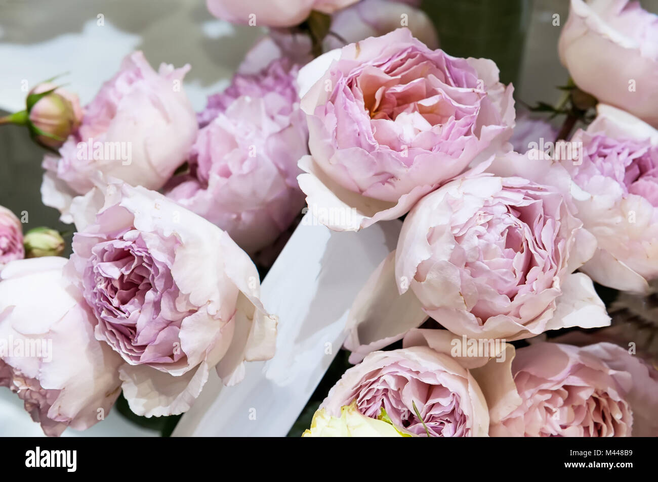 Roses of pink and green modern varieties in a bouquet for a gift ...