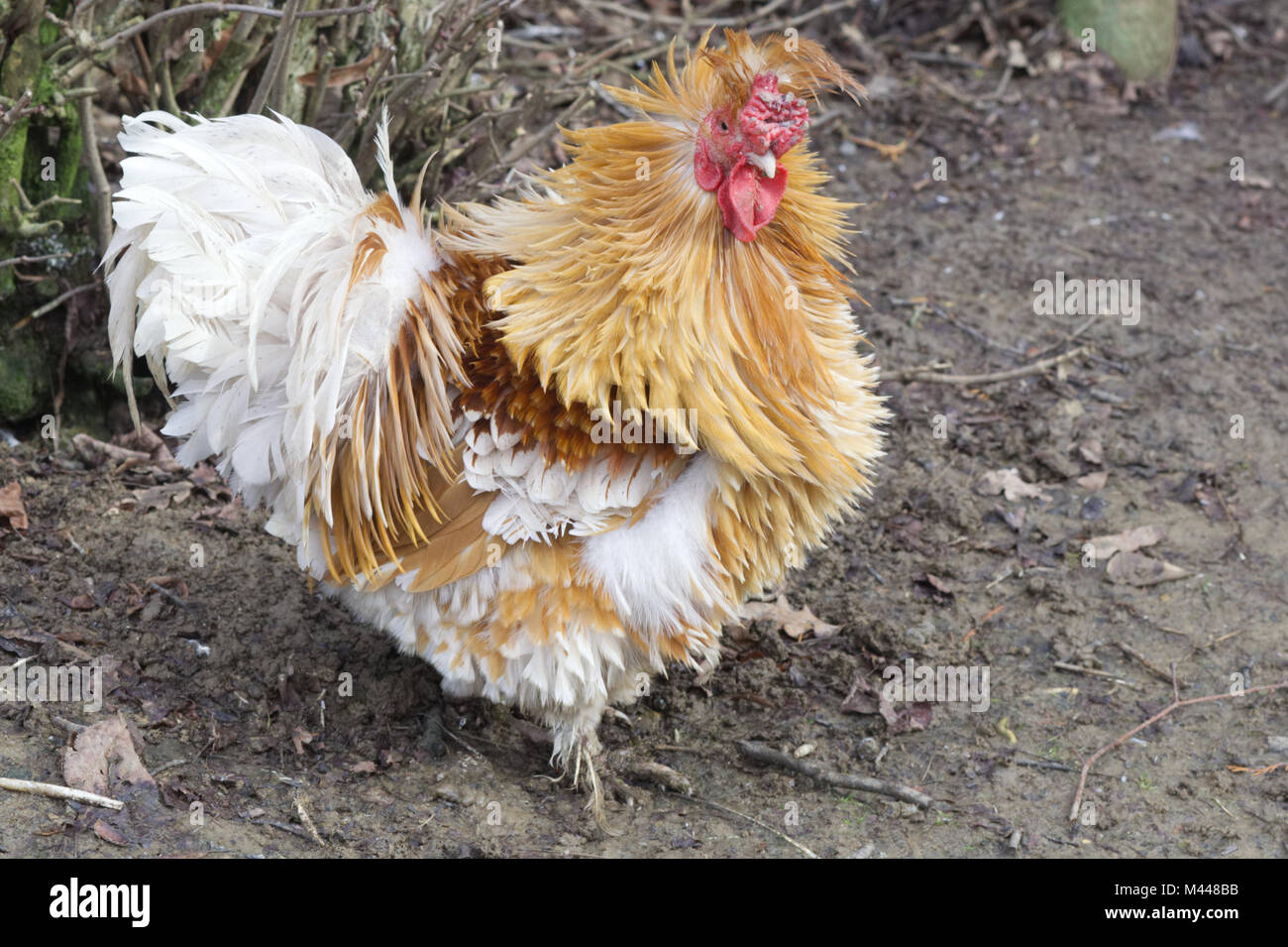 Very strange looking chicken Stock Photo - Alamy
