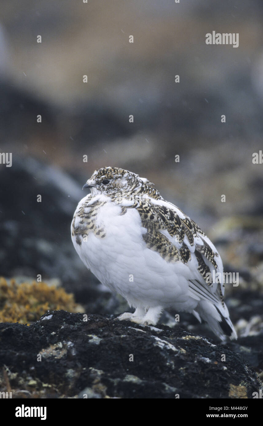 Rock Ptarmigan in scurry of snow - (Snow Chicken Stock Photo - Alamy