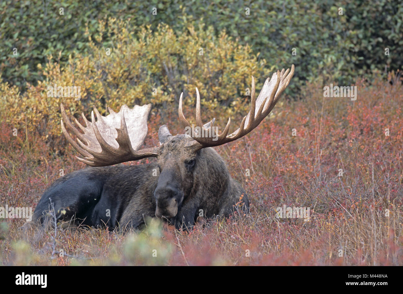 Resting moose hi-res stock photography and images - Alamy