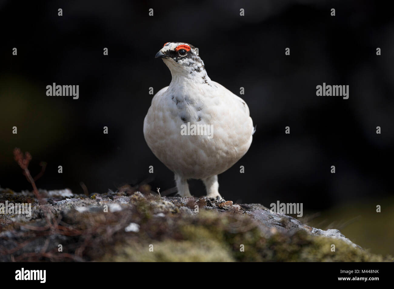 Rock Ptarmigan (Lagopus muta),male on stony ground,Hellisheiði plateau ...