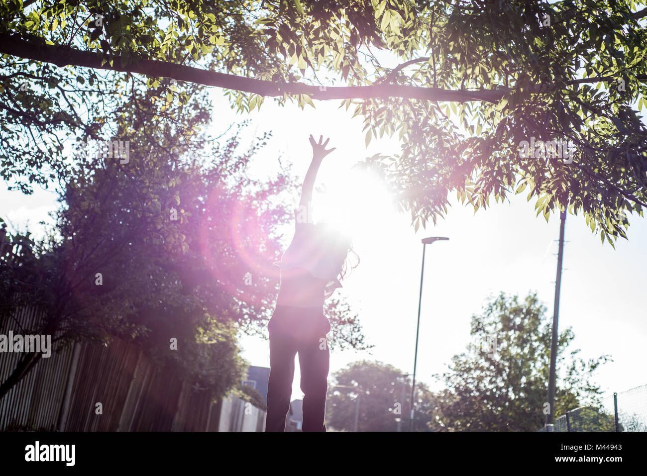 Boy jumping up to reach tree branch in sunlight Stock Photo - Alamy