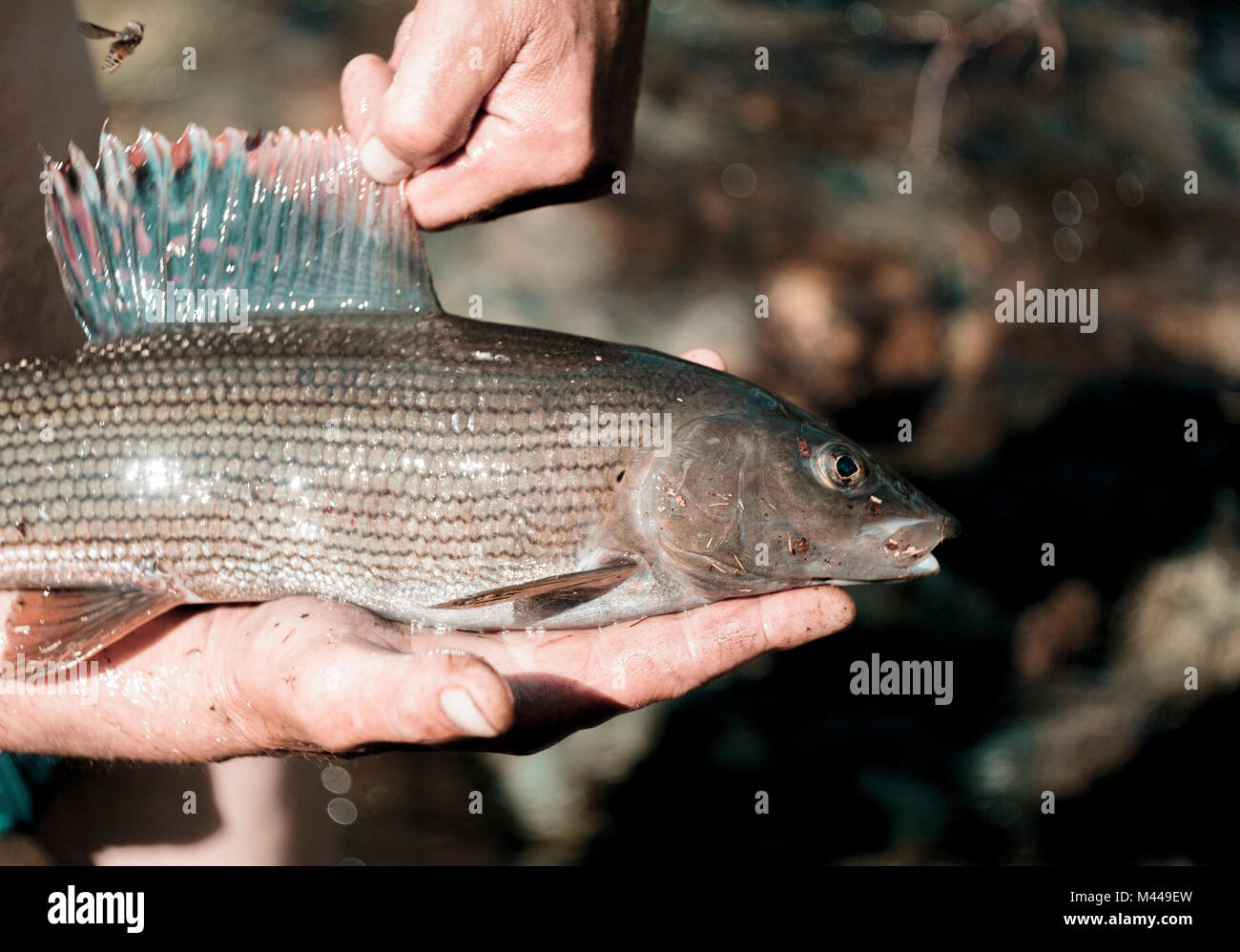 Fish fin held out on display Stock Photo - Alamy