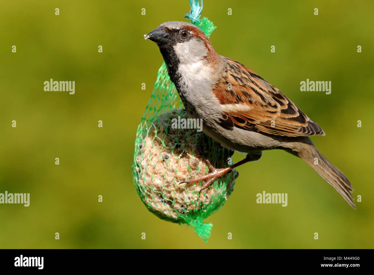 House sparrow eating hi-res stock photography and images - Alamy