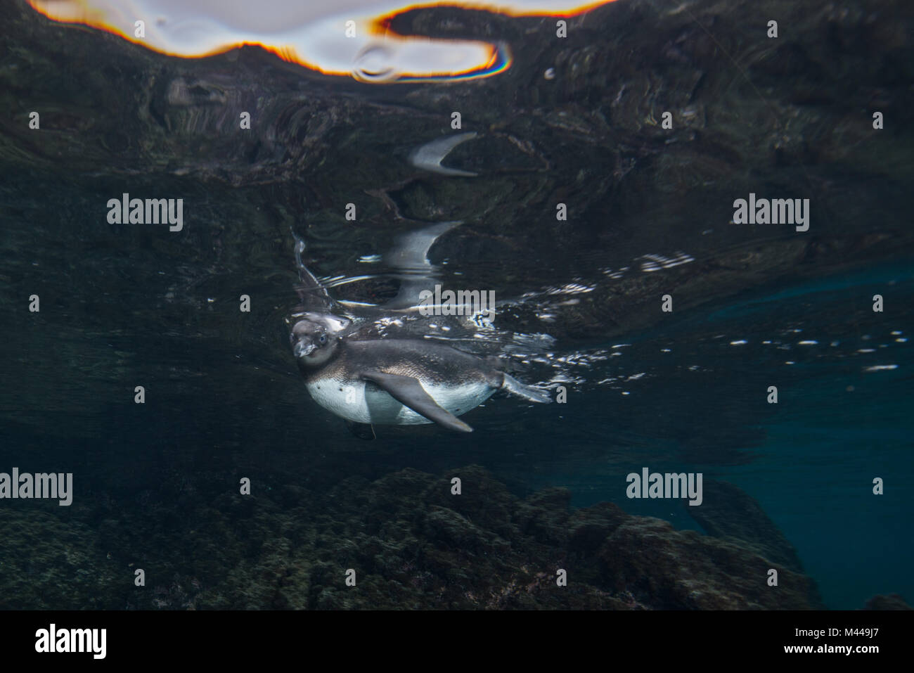 Galapagos Penguins hunting sardines, Seymour, Galapagos, Ecuador Stock ...