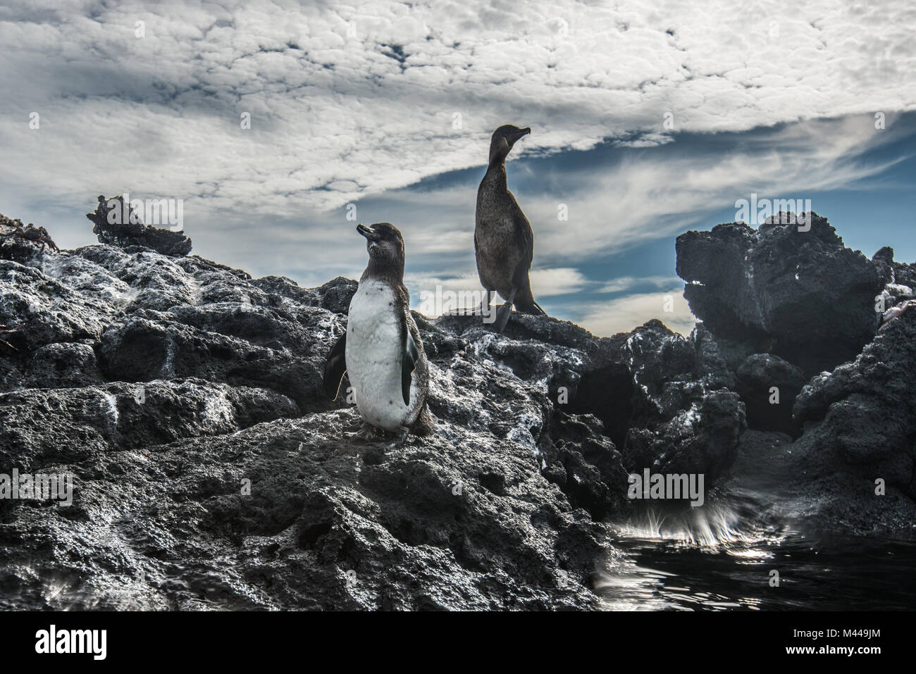 Cormorant point galápagos hi-res stock photography and images - Alamy