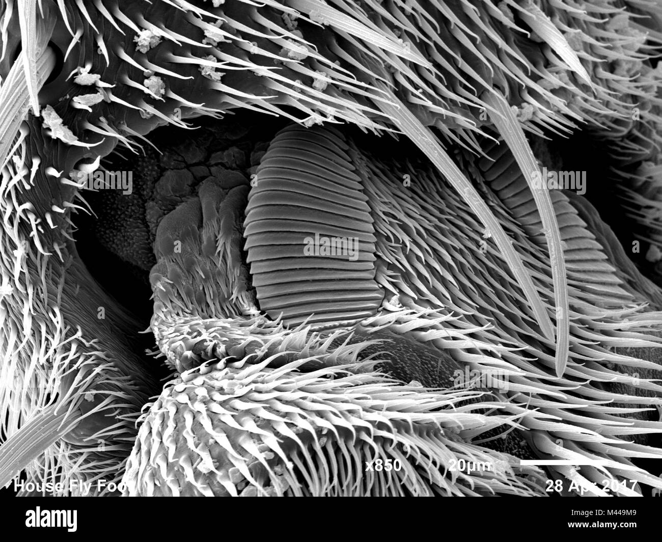 Foot of house fly (Muscidae) imaged in a scanning electron microscope ...