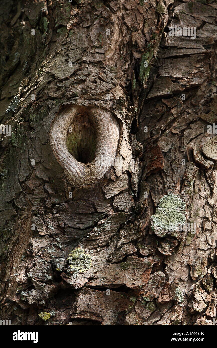 Knothole tree hi-res stock photography and images - Alamy