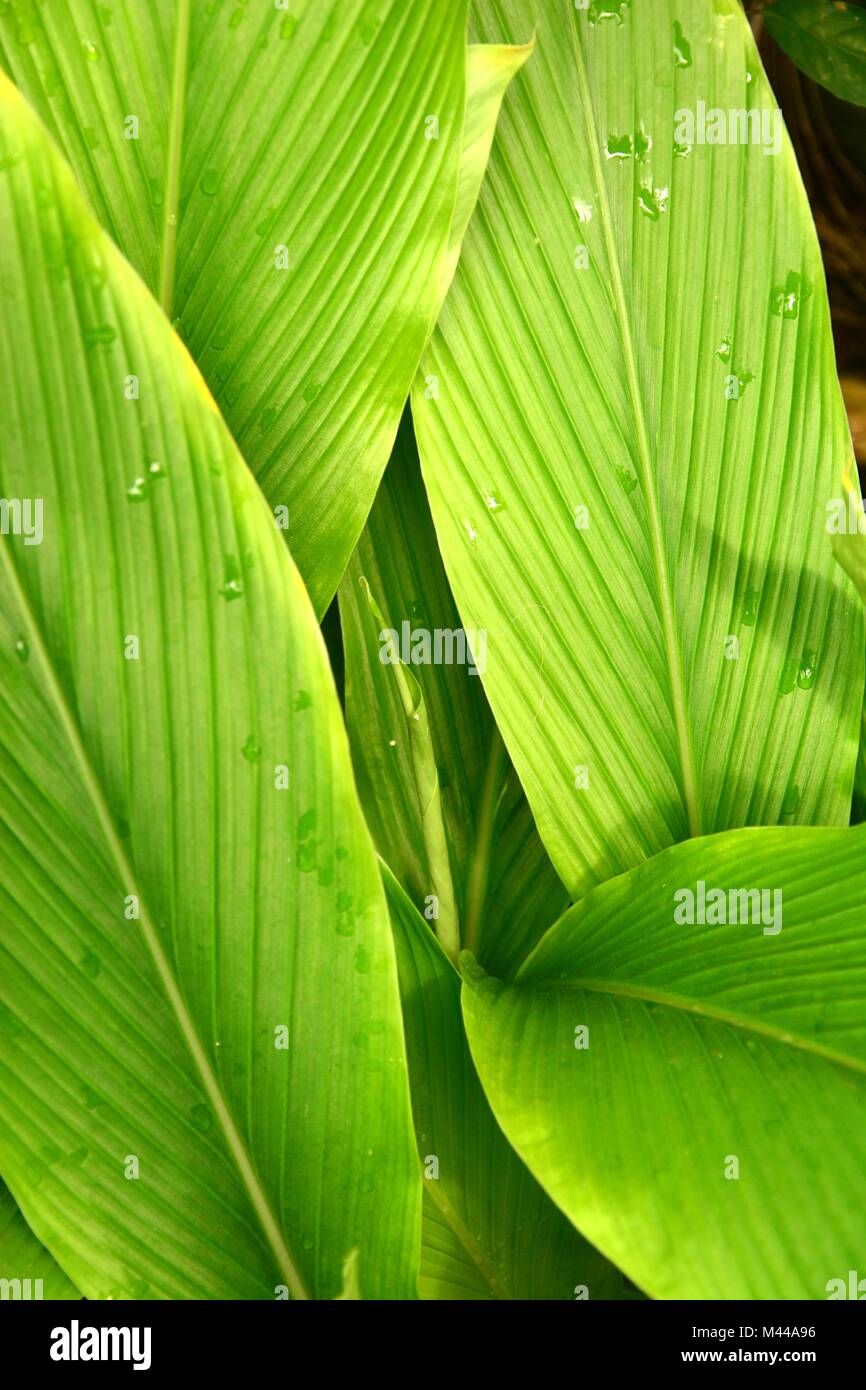 Curcuma longa hi-res stock photography and images - Alamy