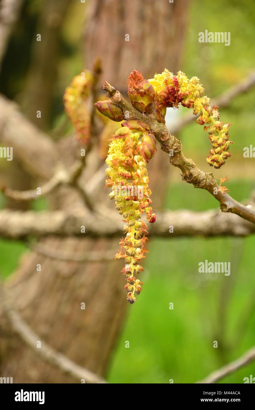 Populus lasiocarpa hi-res stock photography and images - Alamy