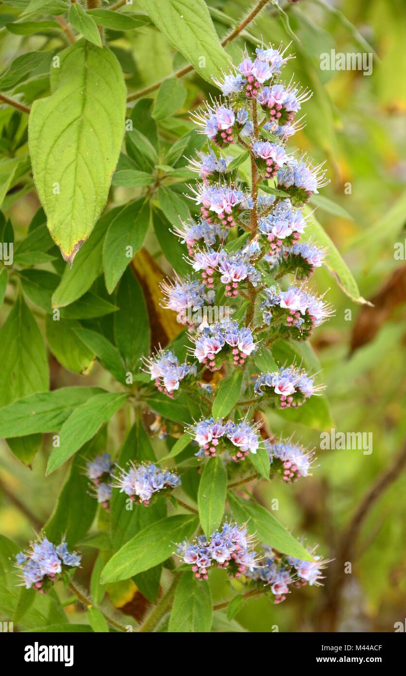 Strictum hi-res stock photography and images - Alamy