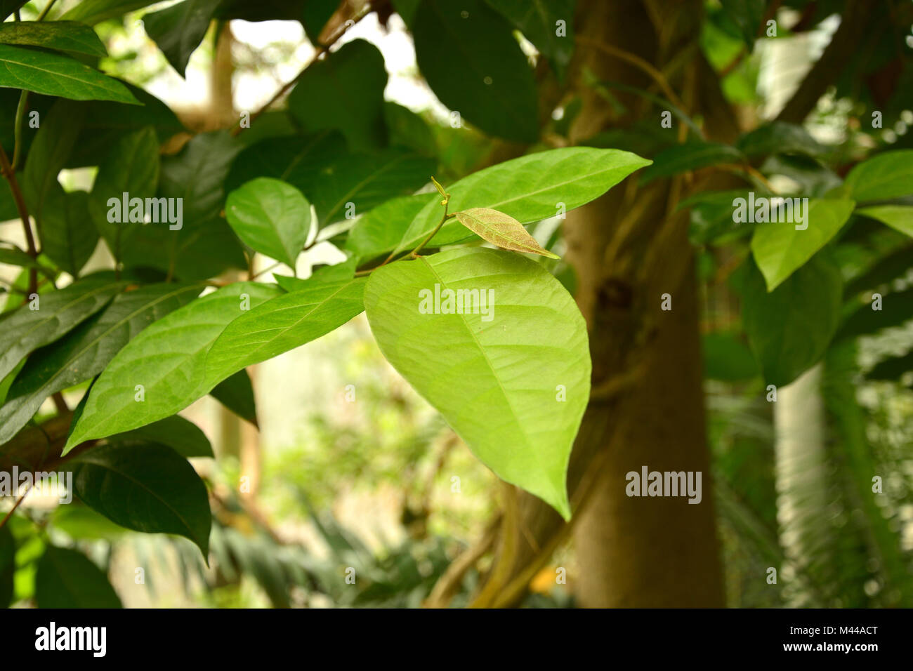 Combretum hi-res stock photography and images - Alamy