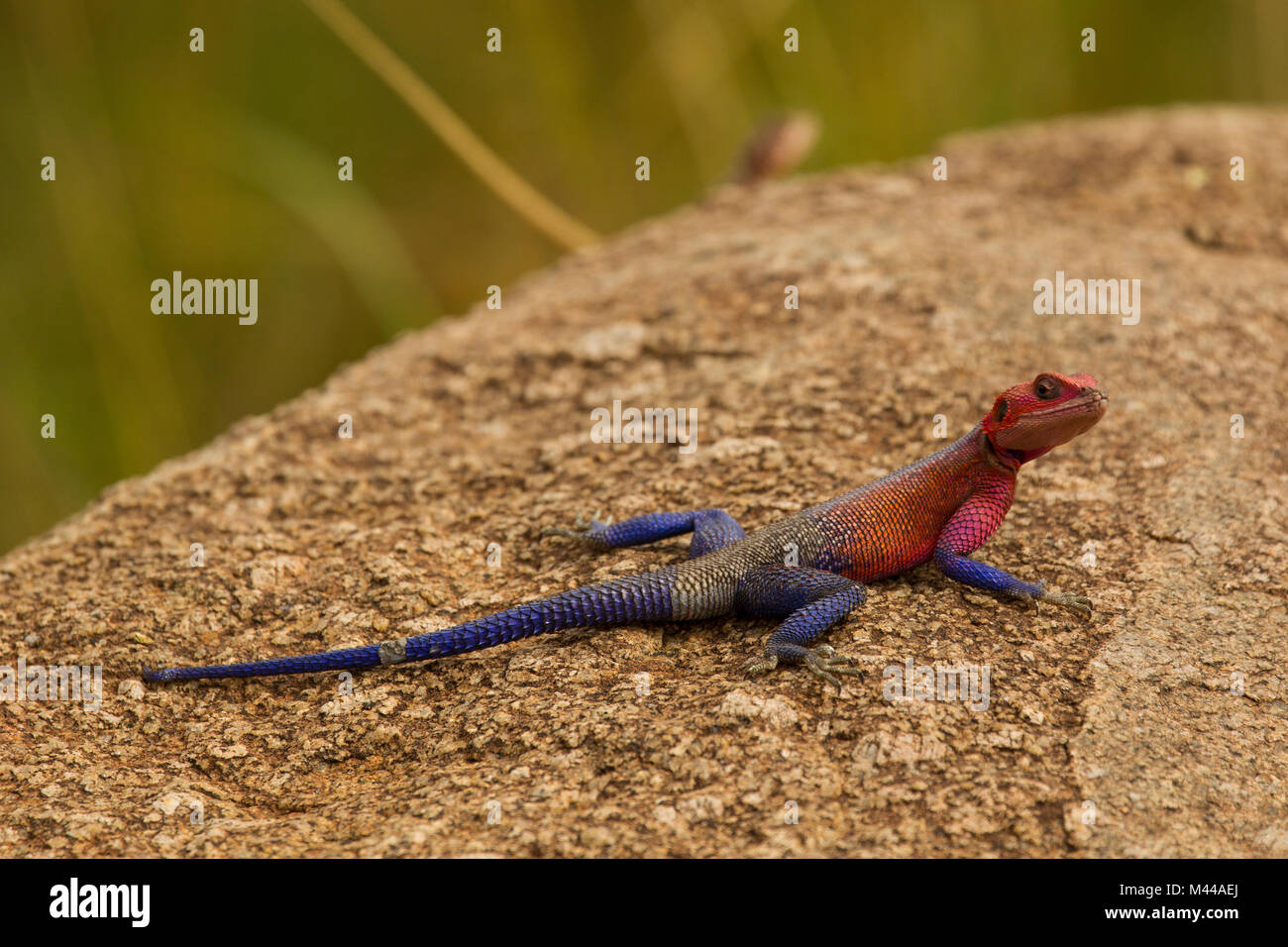 Lizard, Rock Agama, Agama mwanzae, Serengeti National Park, Tanzania ...