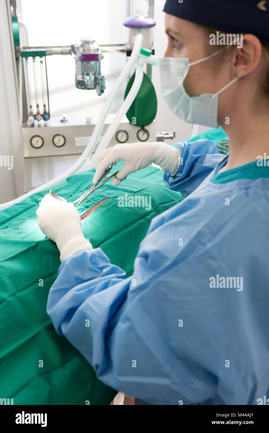 Vet performing operation in surgery Stock Photo - Alamy