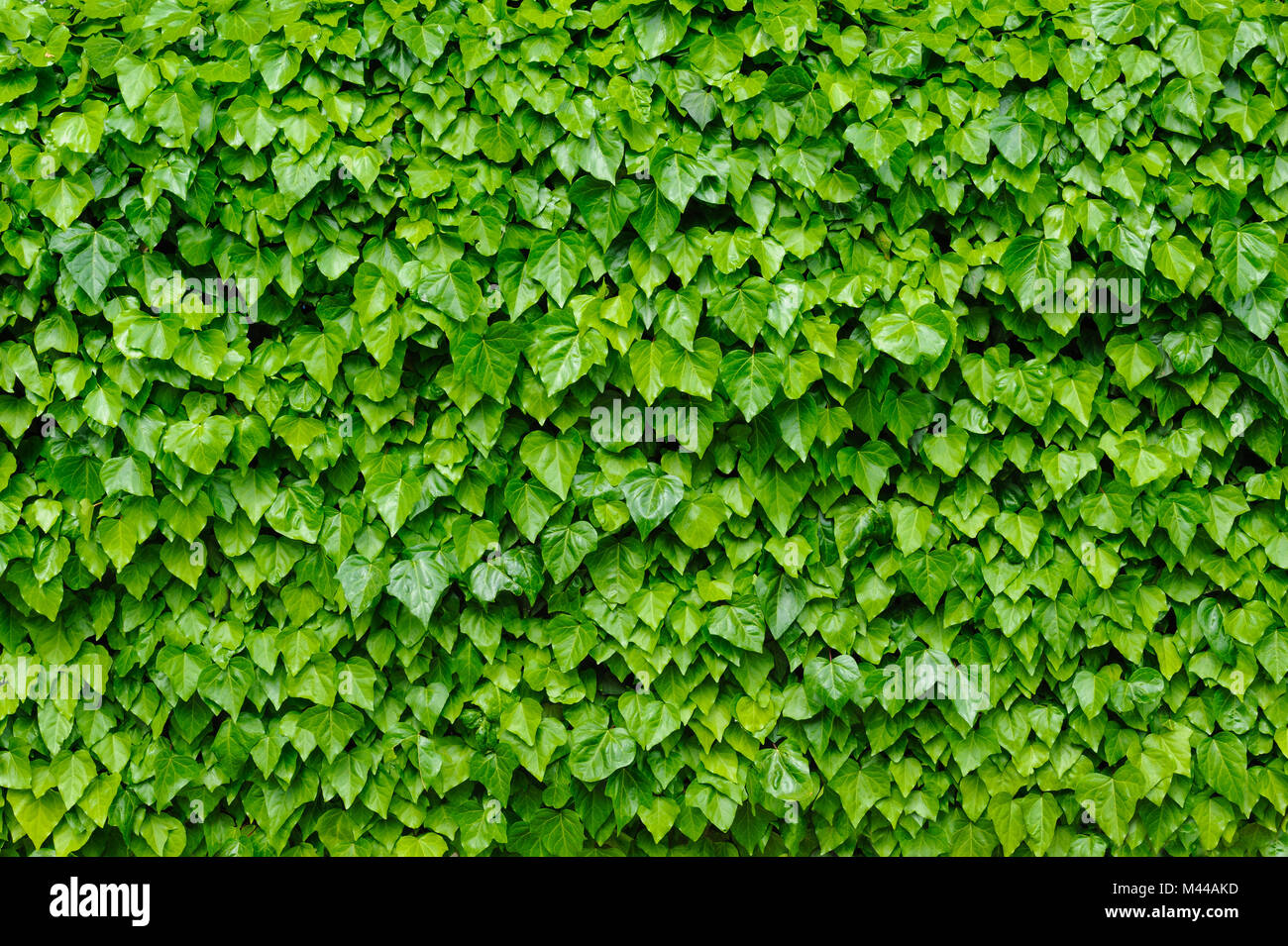 Green ivy background Stock Photo - Alamy