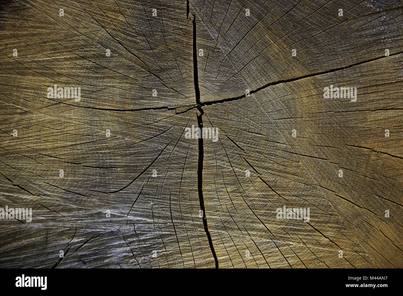 Wooden disc as a background Stock Photo - Alamy
