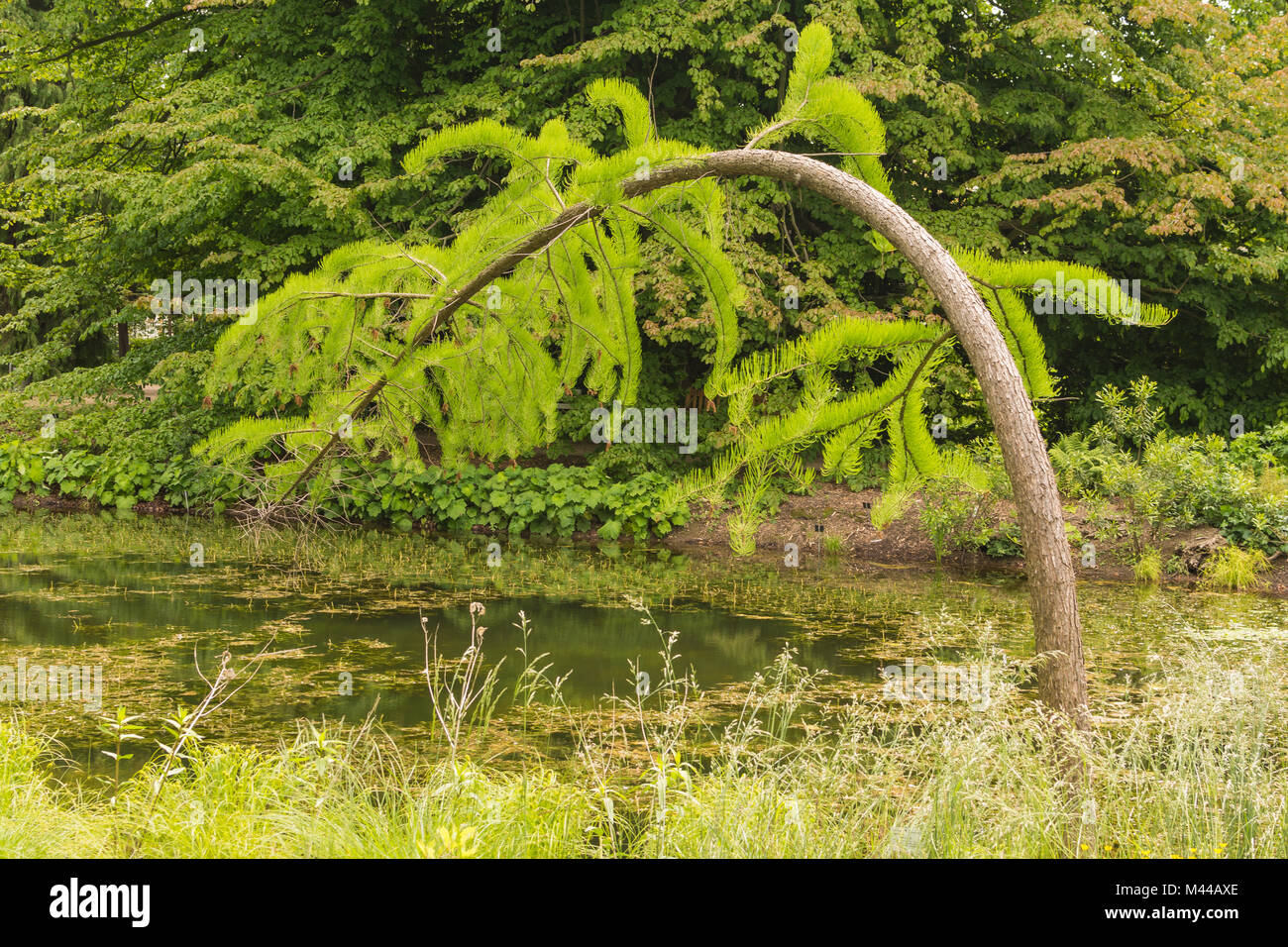 old tree over a pond Stock Photo - Alamy