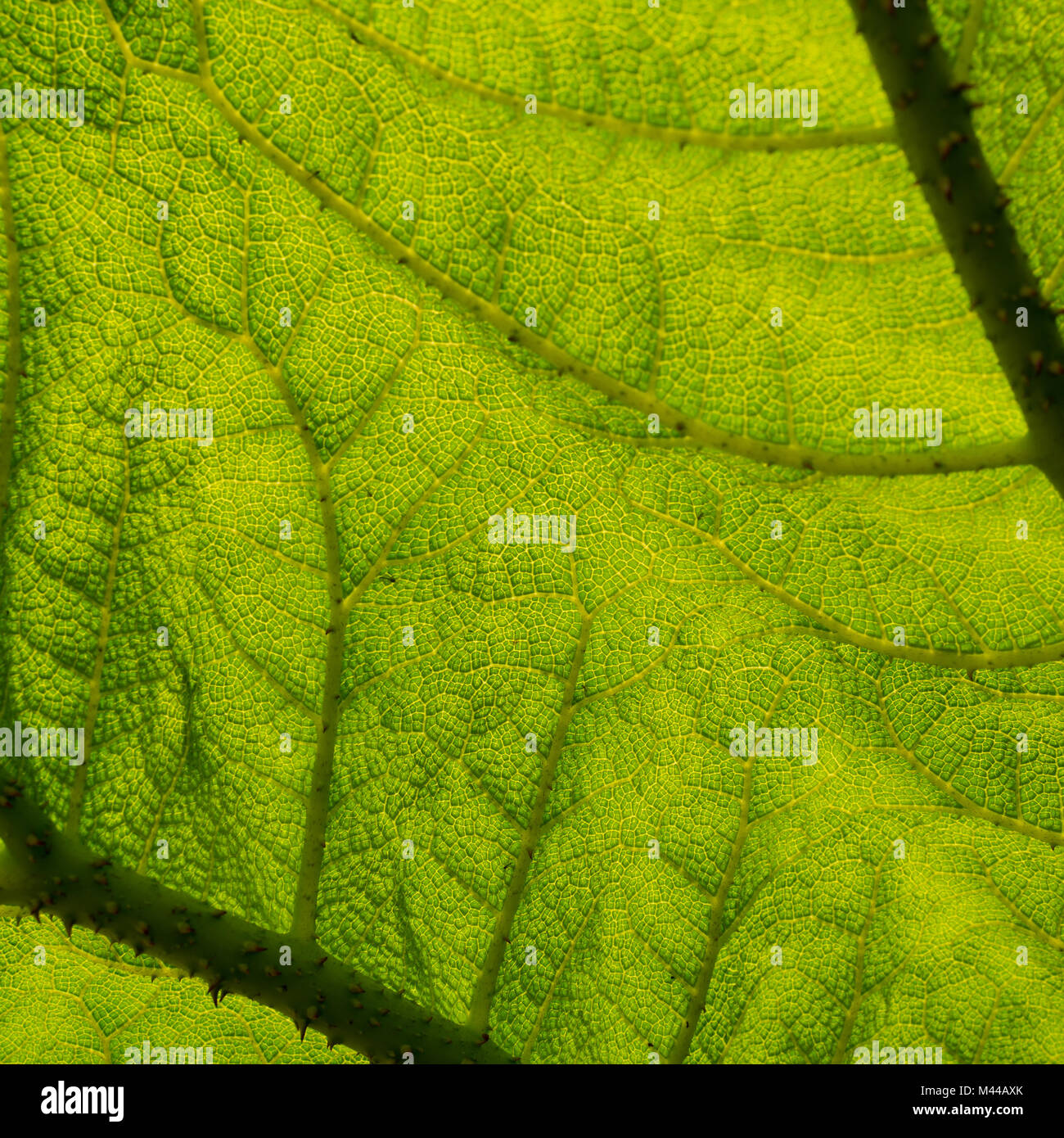 detail of a big green leave Stock Photo - Alamy
