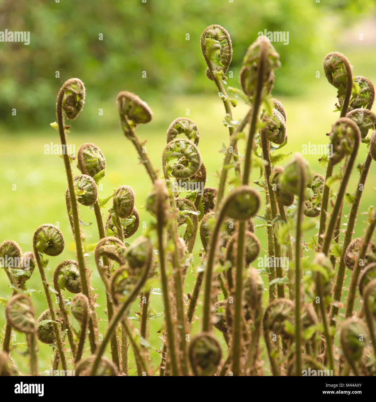 Natural plants hi-res stock photography and images - Alamy
