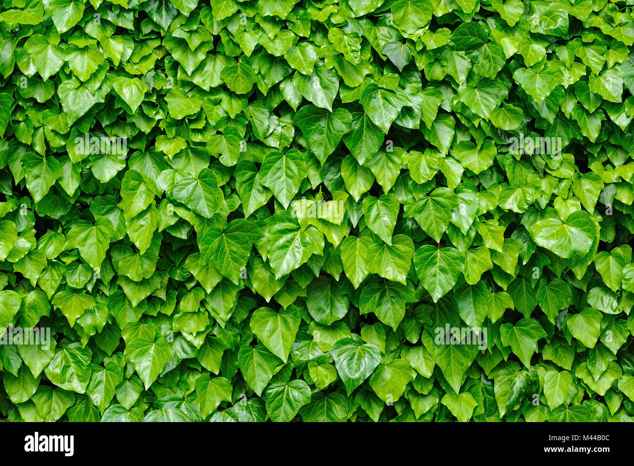 Green ivy leaves background Stock Photo - Alamy