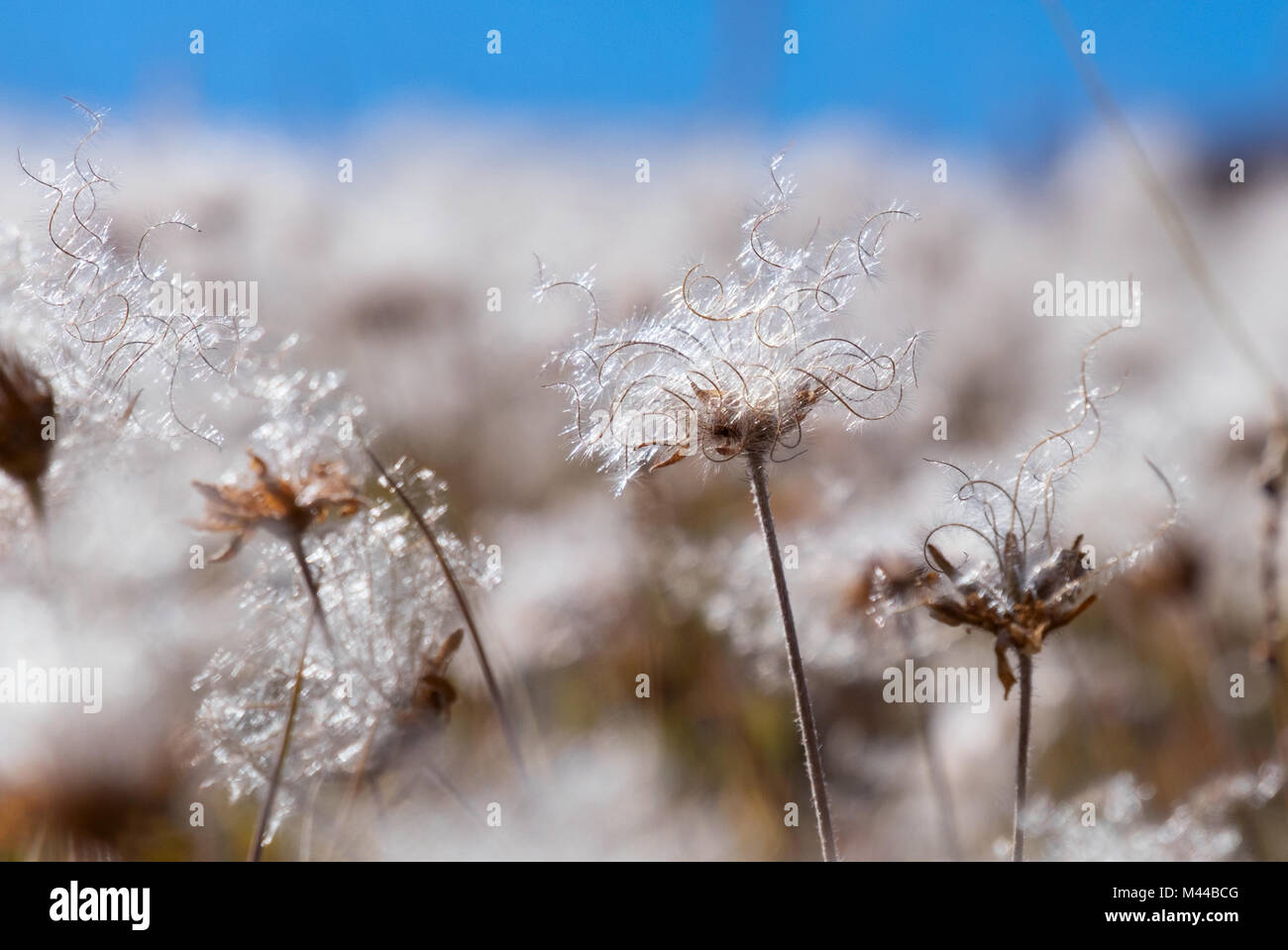 Dryas - seeds ready to fly Alpine flowers Stock Photo - Alamy
