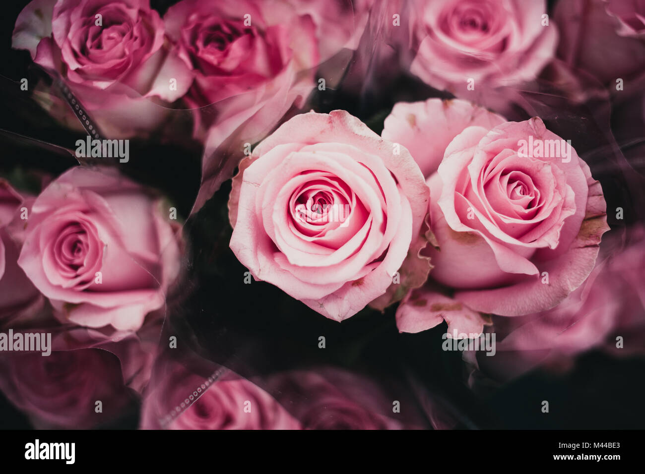 fresh rose background Stock Photo - Alamy