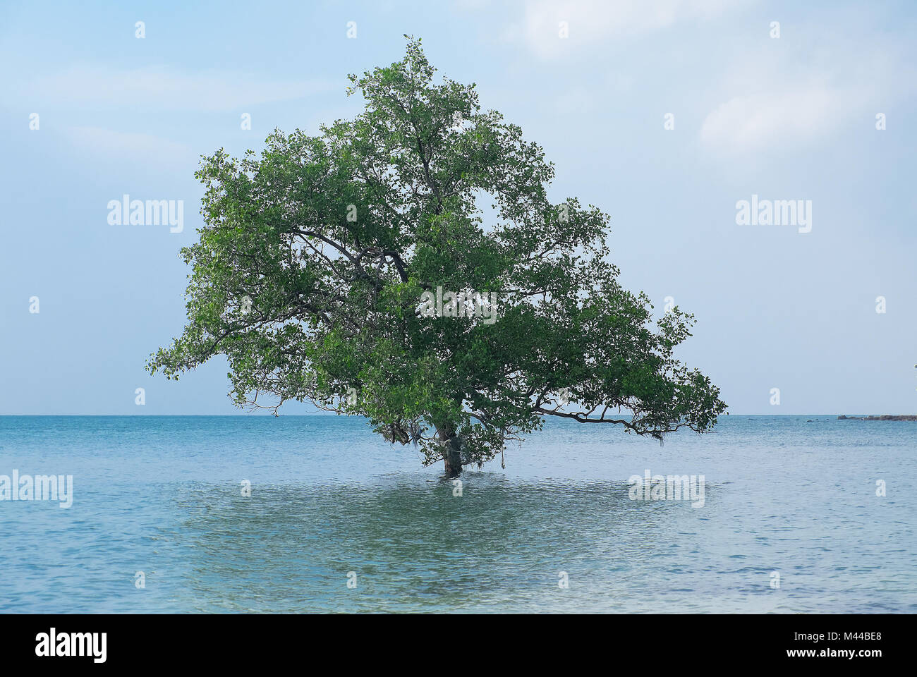 lonely tree on the beach, Thailand Stock Photo - Alamy