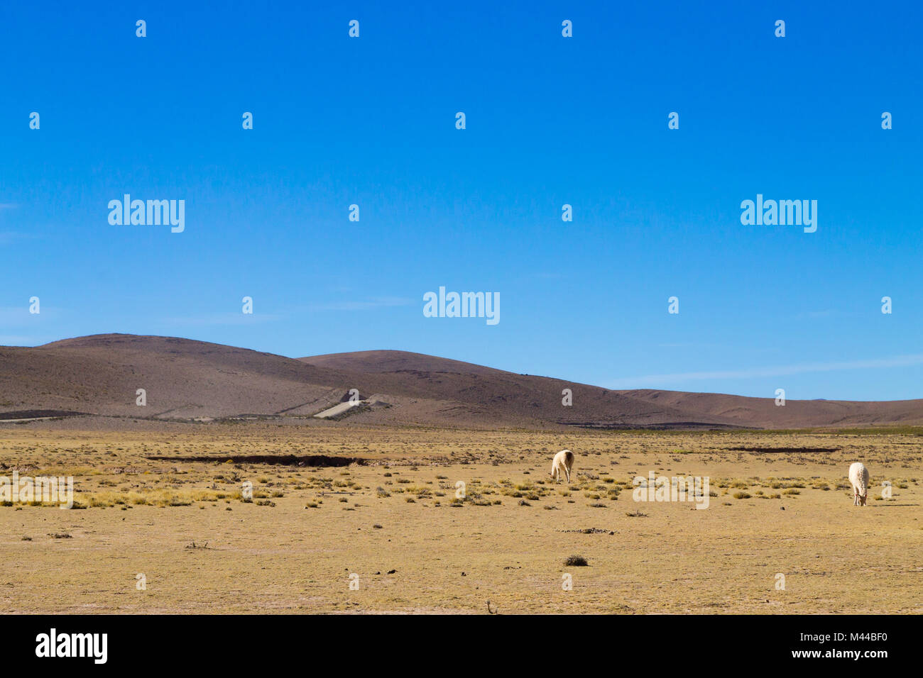 Bolivian llama breeding on Andean plateau,Bolivia Stock Photo - Alamy