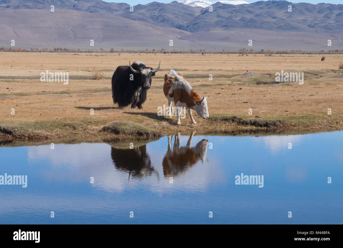 North yak lake hi-res stock photography and images - Alamy