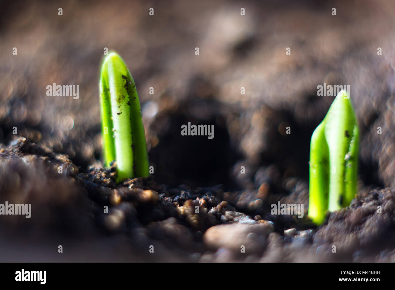 growing little green sprouts of young plants in sunlight Stock Photo ...