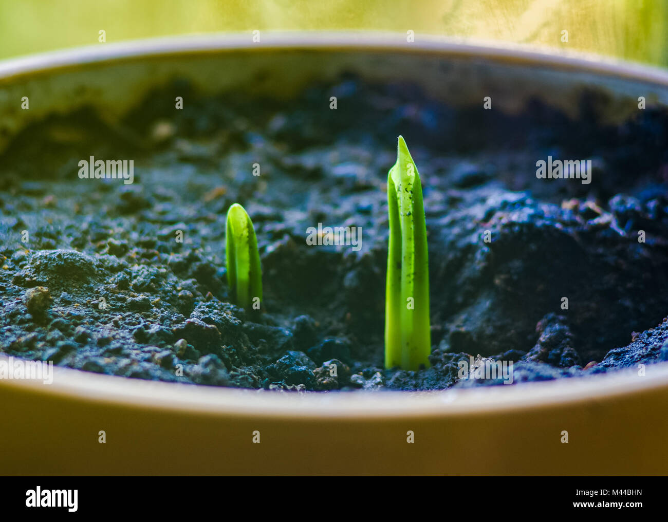 growing little green sprouts of young plants in sunlight Stock Photo ...