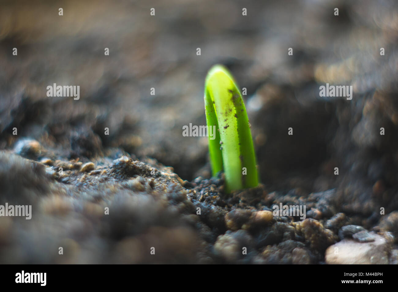 growing little green sprouts of young plants in sunlight Stock Photo ...