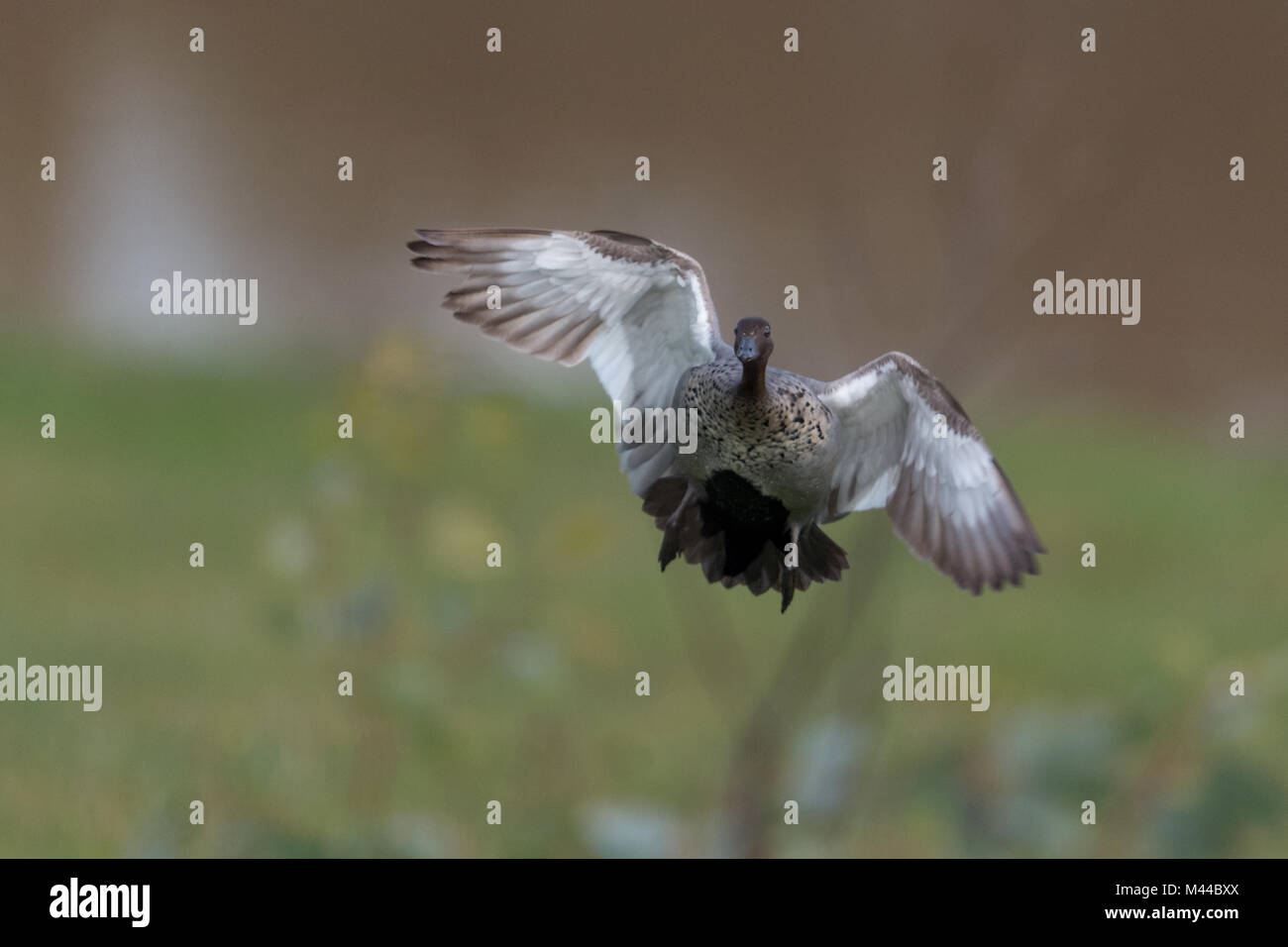 australian wood duck in flight male with wings open toodyay western ...