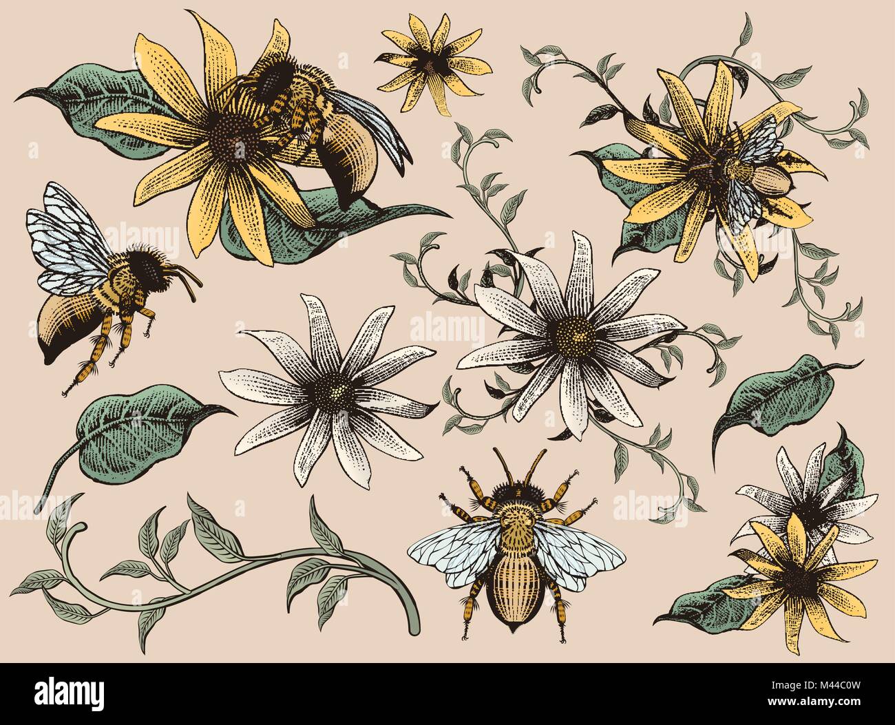 Honey bees and flowers elements, retro hand drawn etching shading style ...