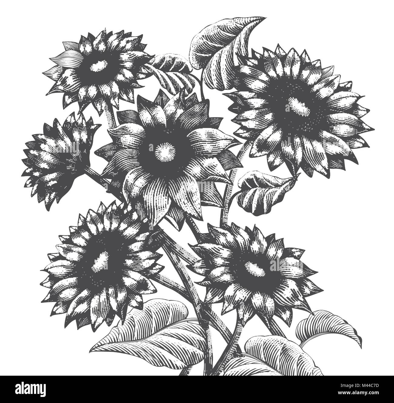Retro Sunflower elements, attractive sunflowers in etching shading ...