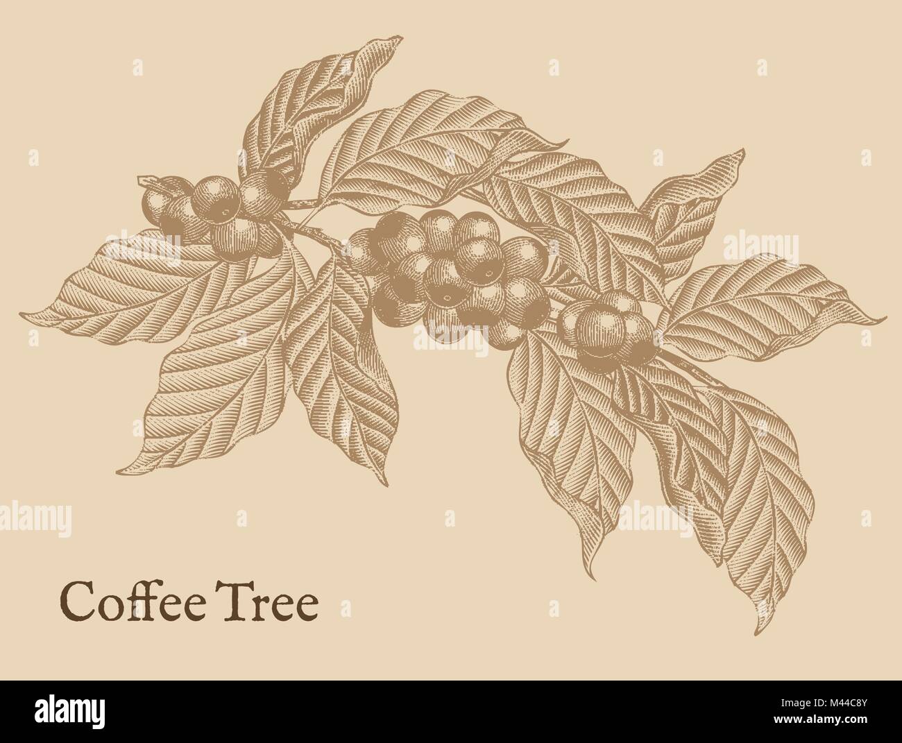 Coffee tree elements, retro coffee plants in etching shading style ...