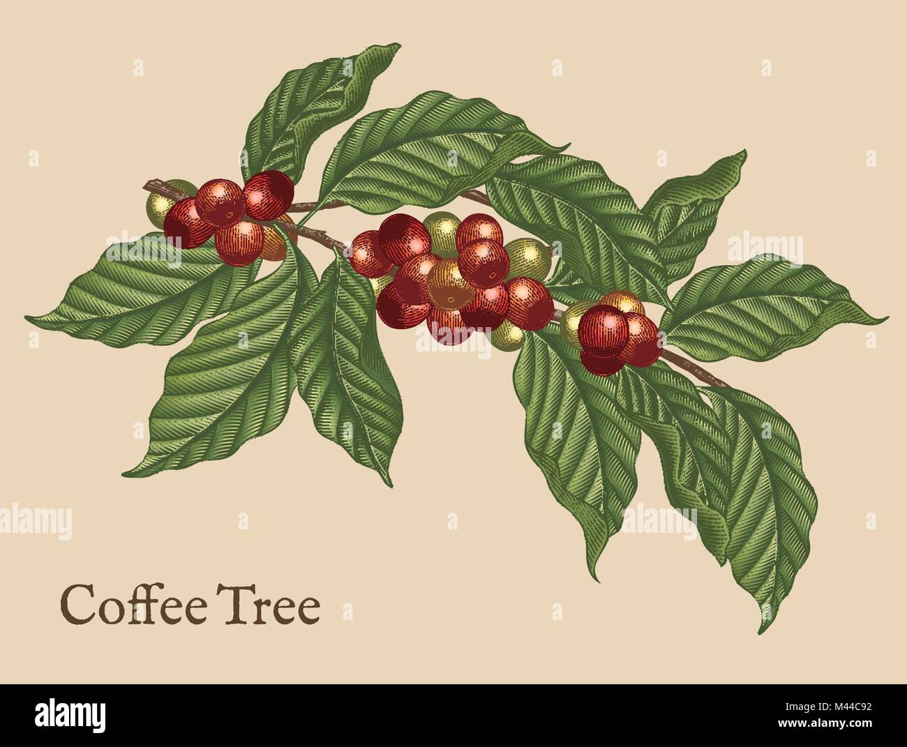 Coffee tree elements, retro coffee plants in etching shading style with ...