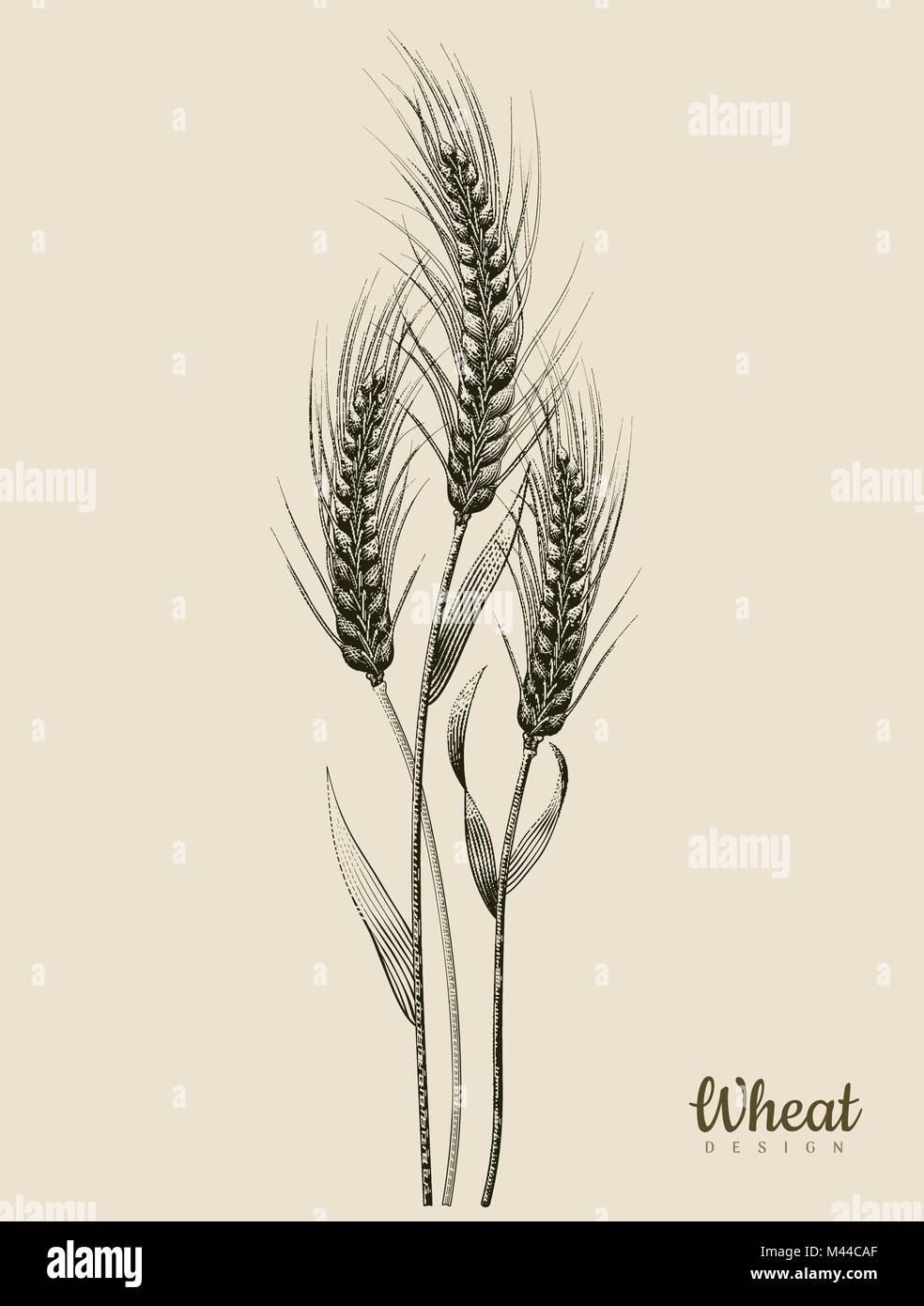 Wheat Plant Sketch