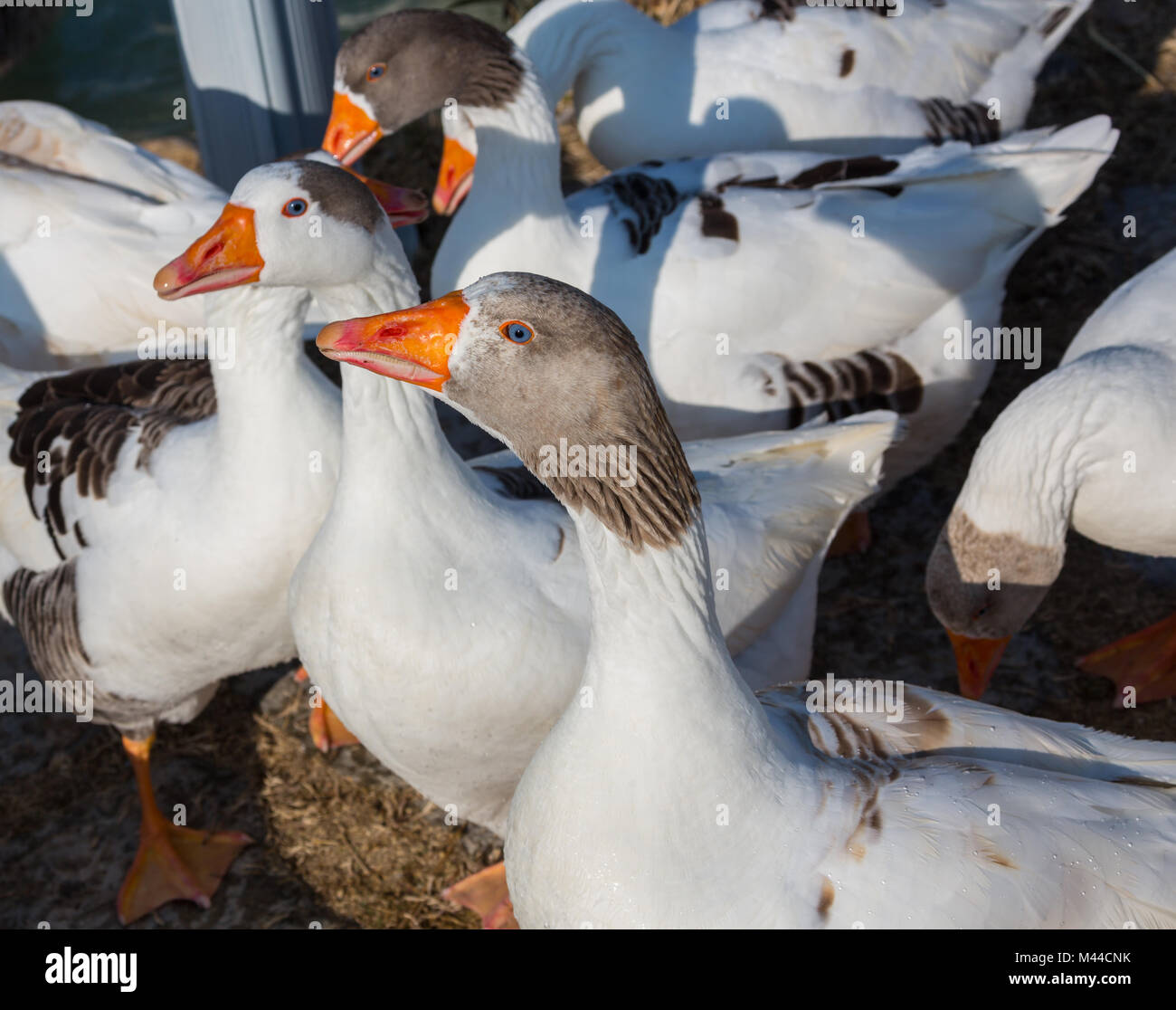 Thewonderfulworldofanimals hi-res stock photography and images - Alamy