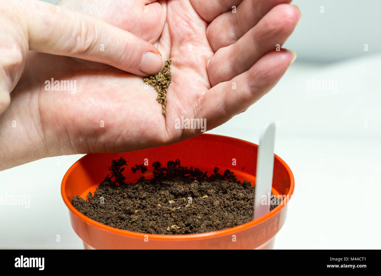 Seeds for planting hi-res stock photography and images - Alamy
