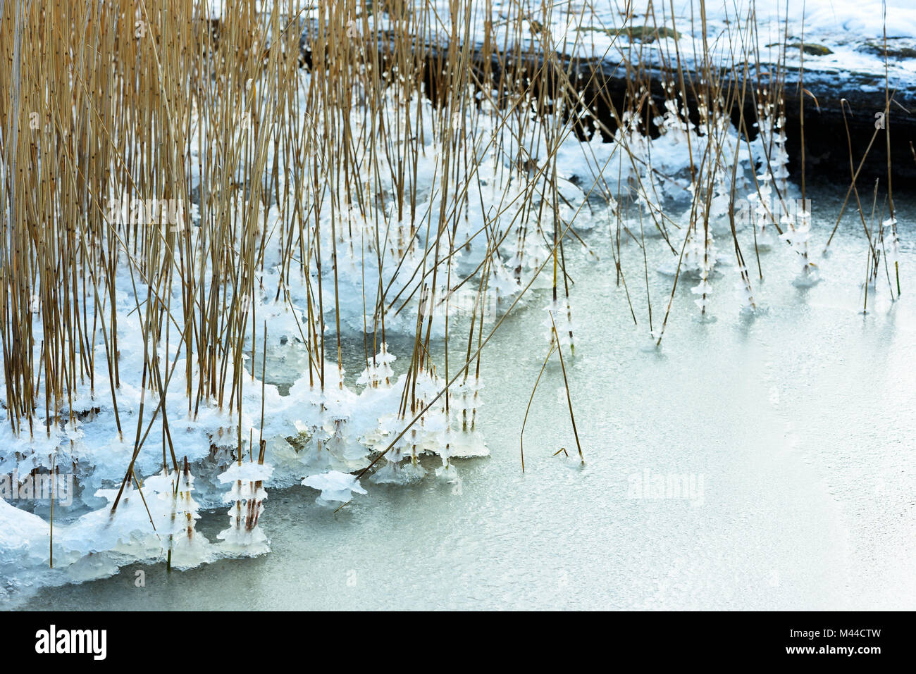 Reed frozen in layers in sea ice Stock Photo - Alamy
