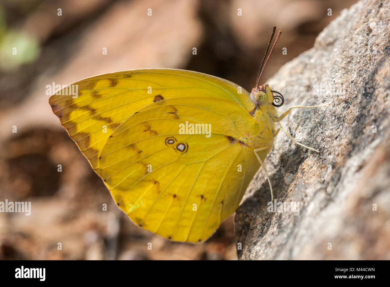 Nanmangalam Forest High Resolution Stock Photography and Images - Alamy