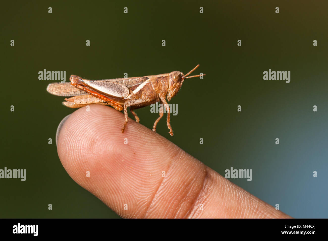 Grasshopper india hi-res stock photography and images - Alamy