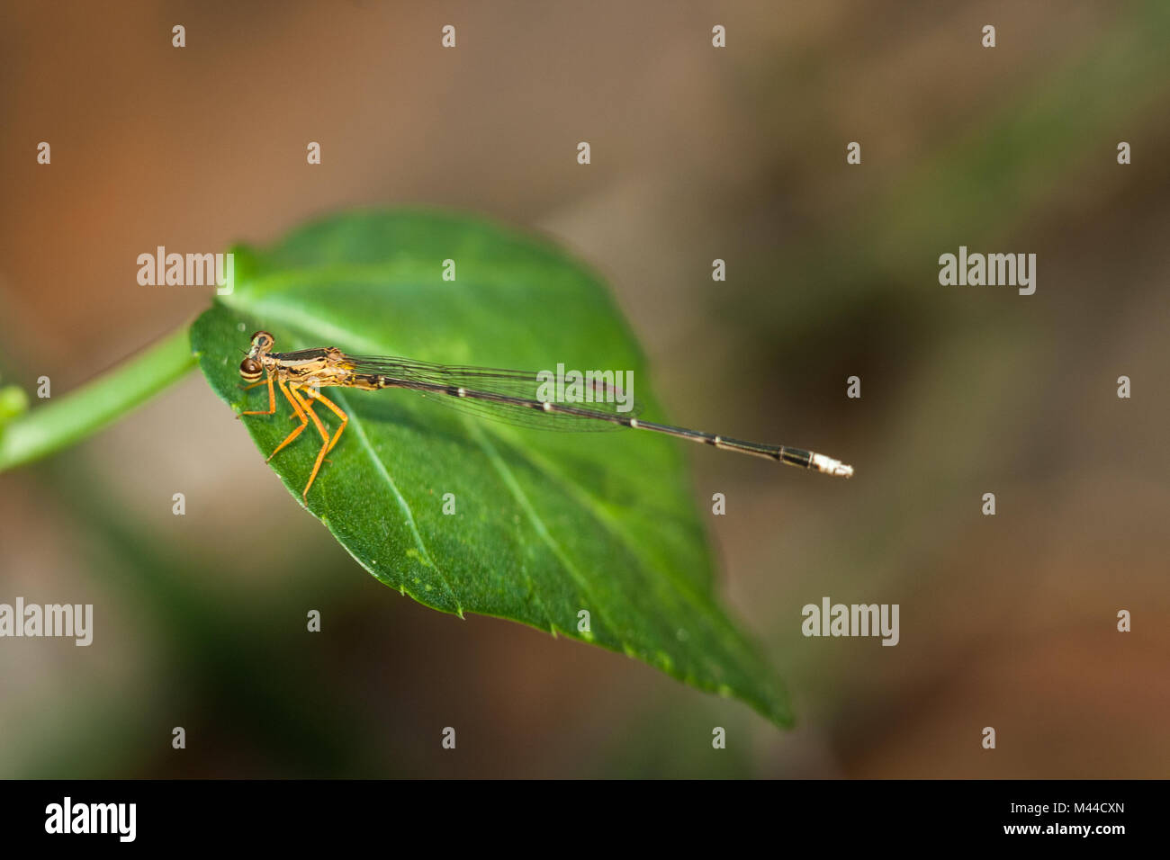 Insect at Nanmangalam reserved Forest in Chennai, Tamilnadu, India ...