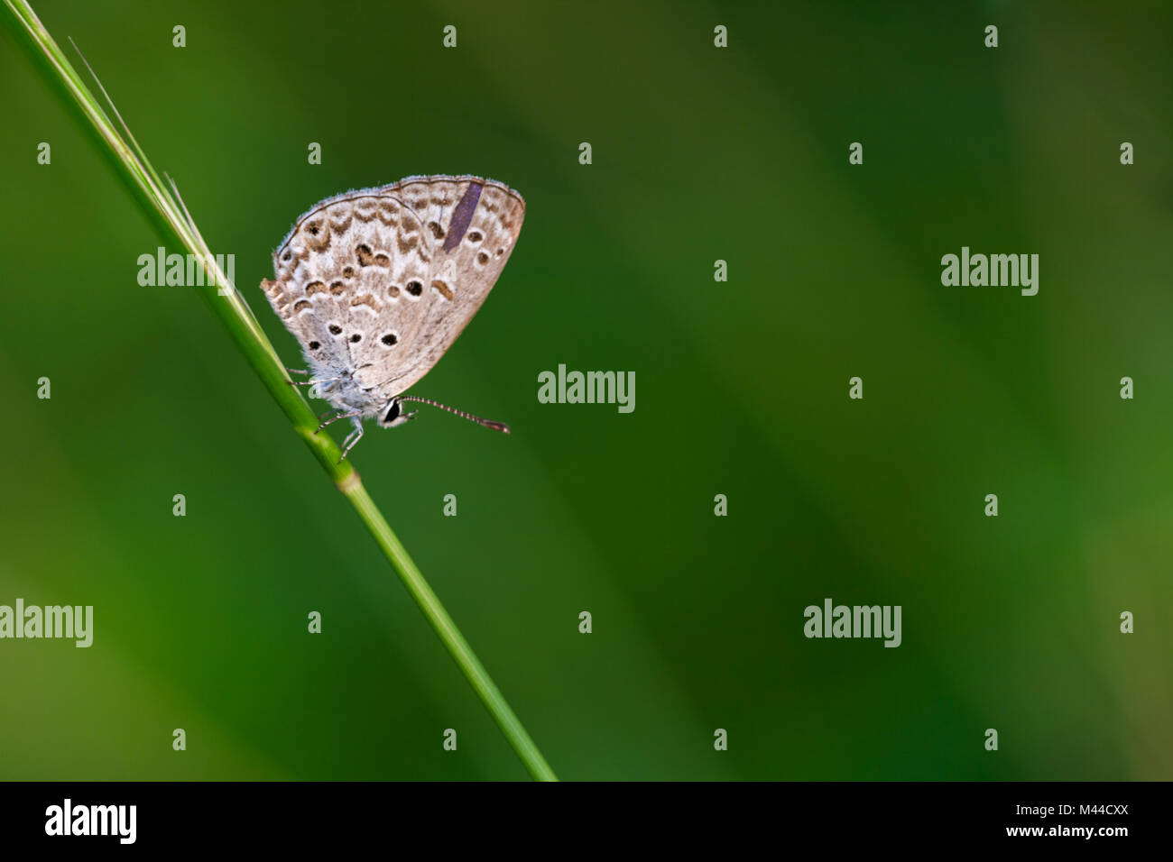 Insect at Nanmangalam reserved Forest in Chennai, Tamilnadu, India ...