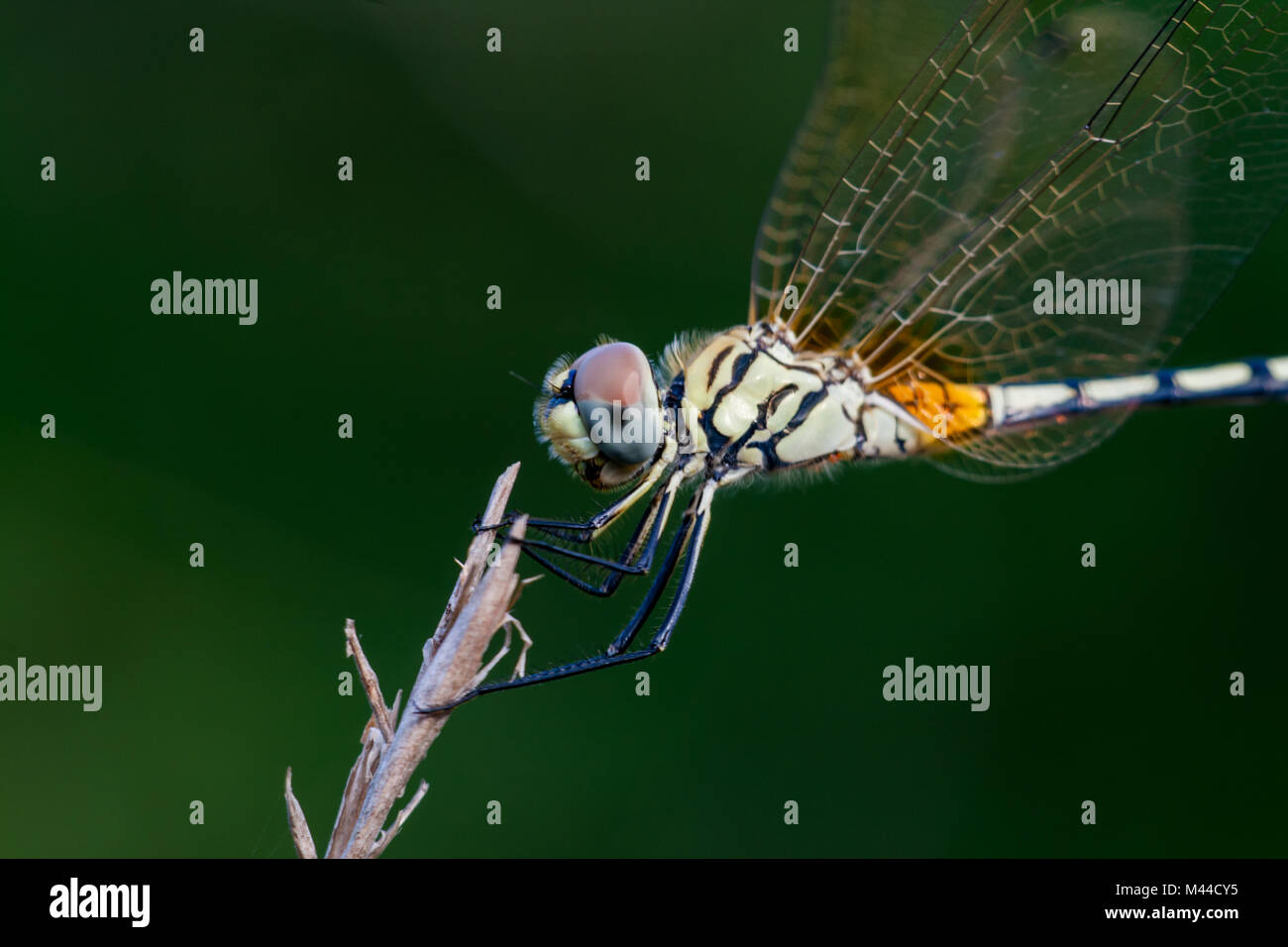 Insect at Nanmangalam reserved Forest in Chennai, Tamilnadu, India ...