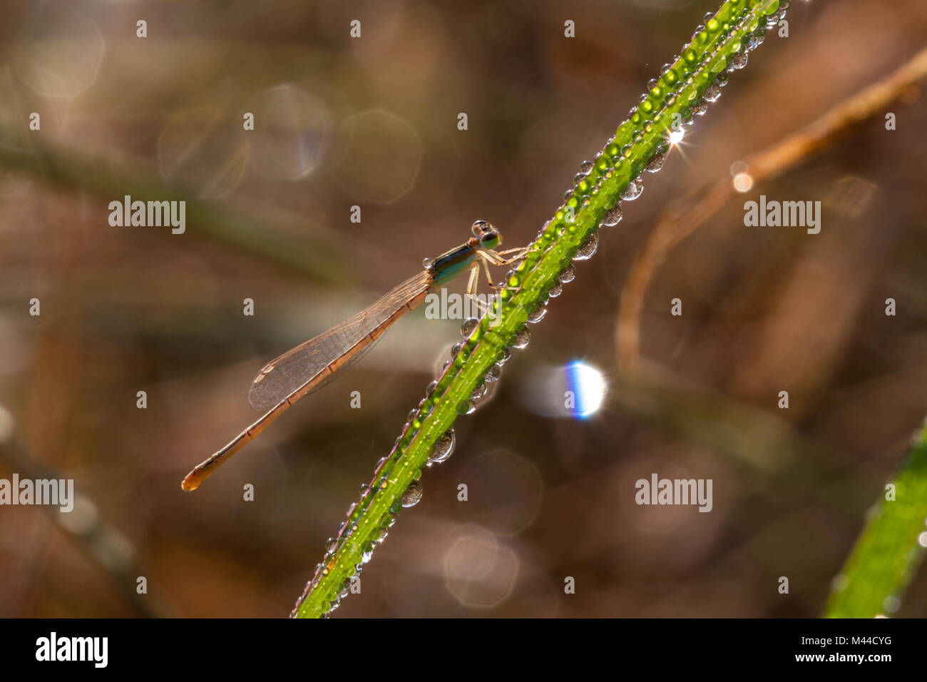 Marshland insect hi-res stock photography and images - Alamy