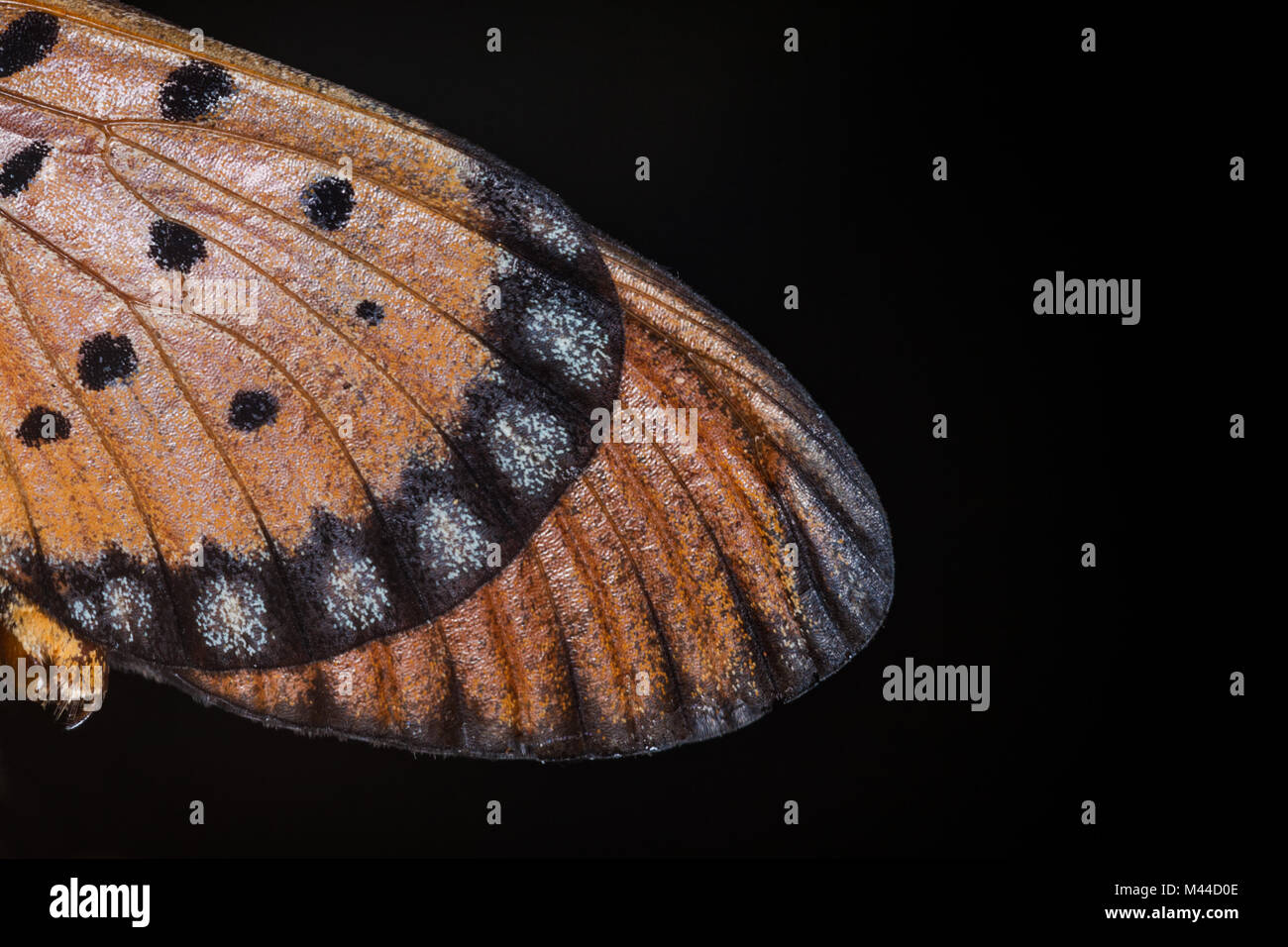 the tawny coster butterfly (Acraea terpsicore) in Nanmangalam reserved ...