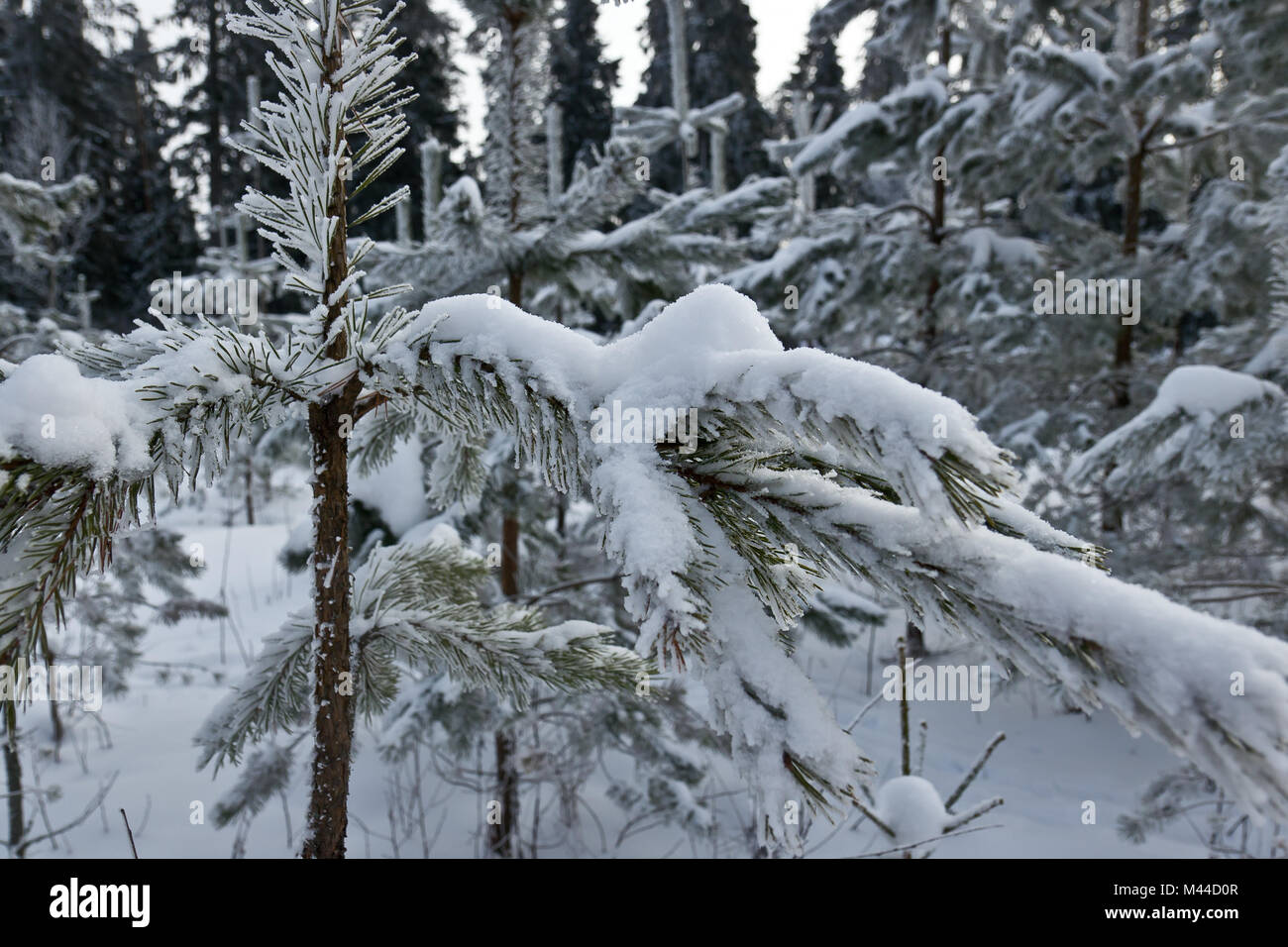 Snowy pine tree brunch Stock Photo - Alamy